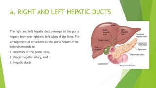 Extrahepatic Biliary Apparatus | PPTX | Pregnancy | Reproductive Health