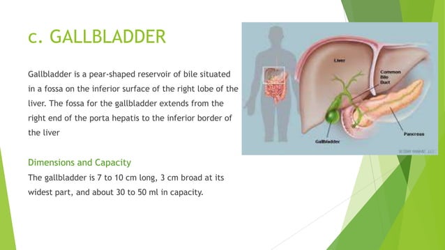 Extrahepatic Biliary Apparatus | PPTX | Pregnancy | Reproductive Health