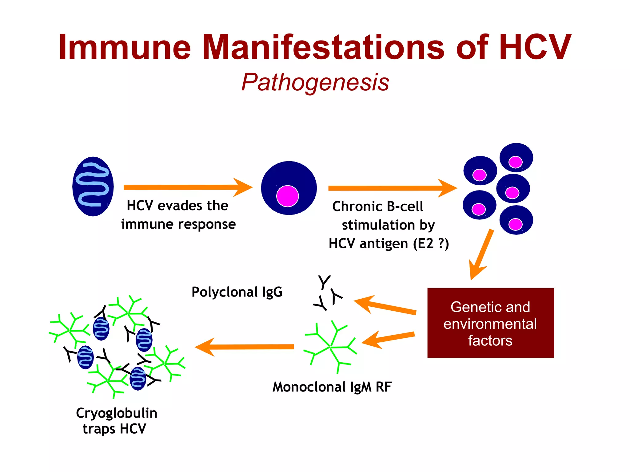 Extrahepatic manifestations of HCV | PPT