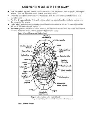 Landmarks of the Mouth: Oral Cavity Structures | PDF