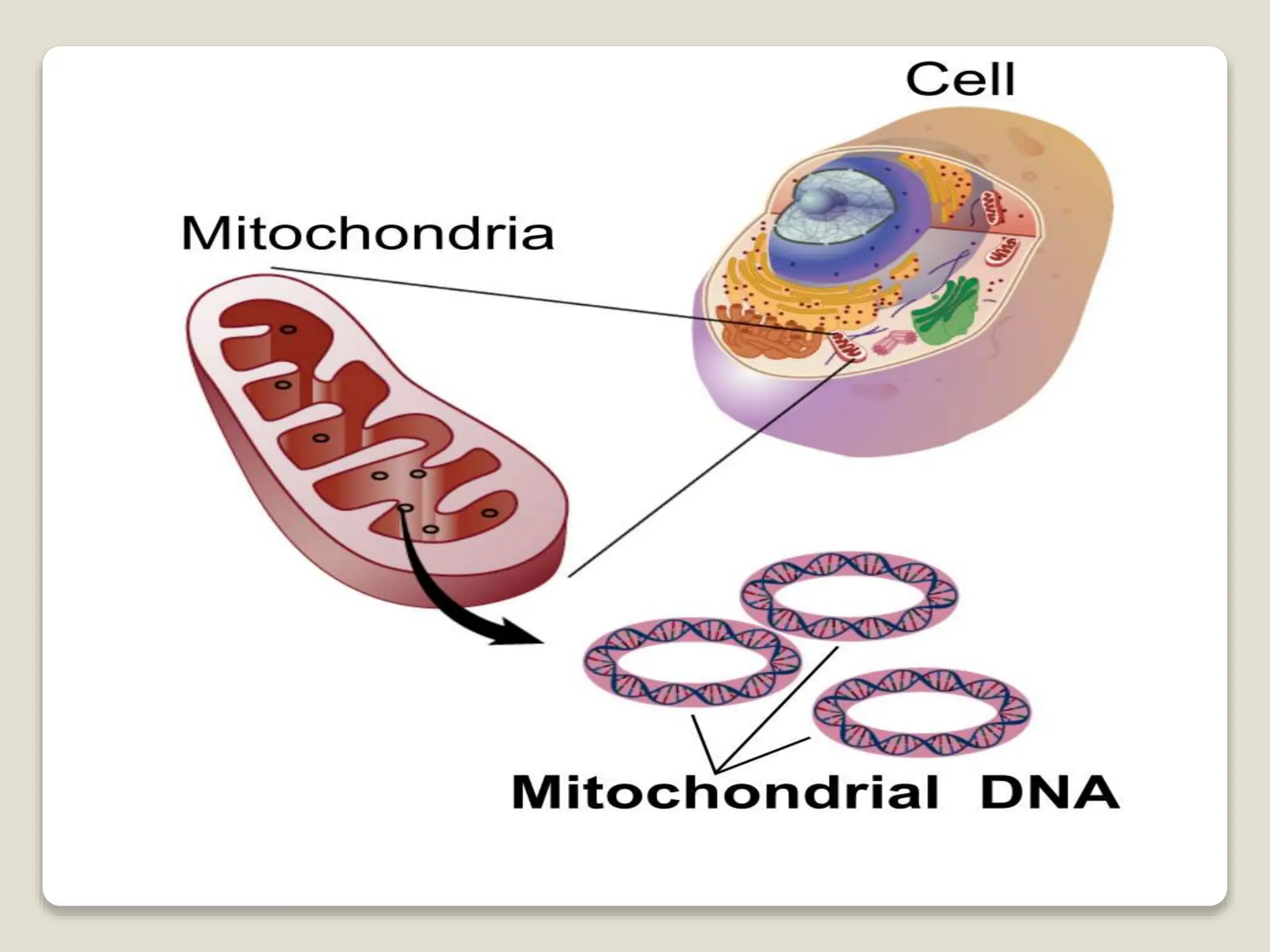 Extra nuclear genome.power point presentation | PPTX
