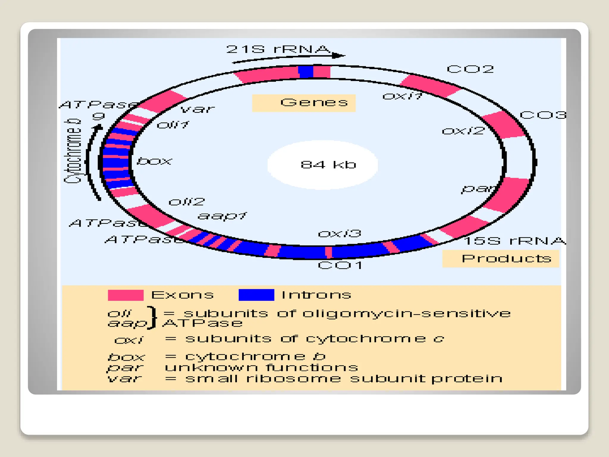Extra nuclear genome.power point presentation | PPTX