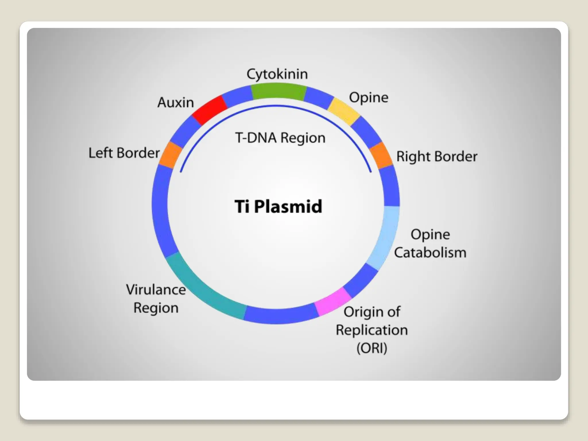 Extra nuclear genome.power point presentation | PPTX