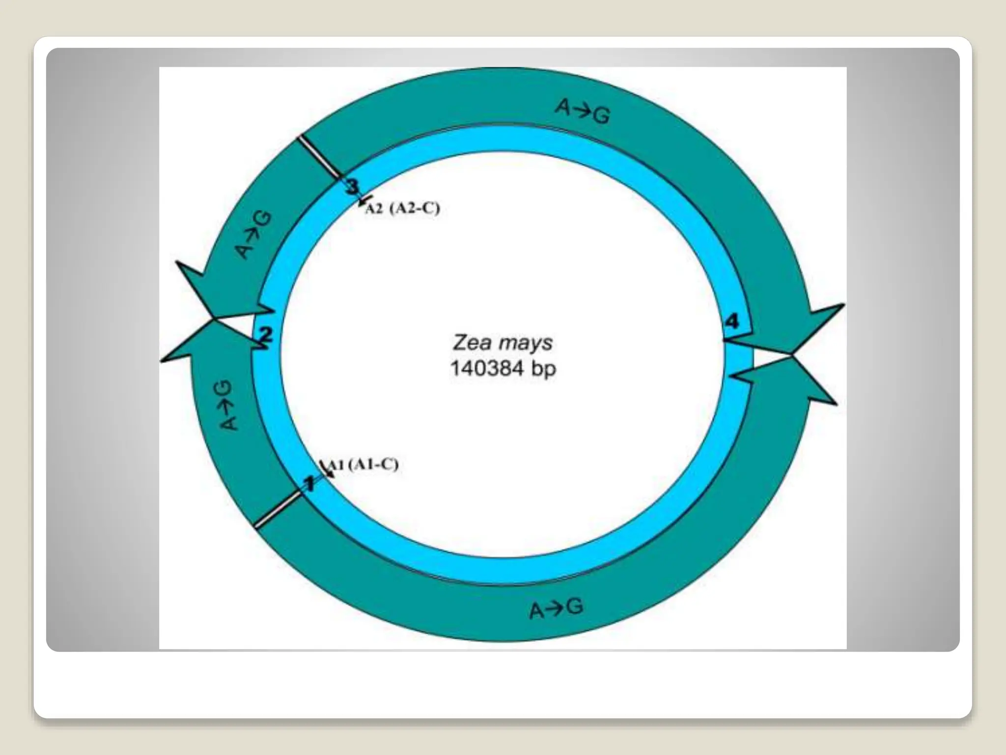 Extra nuclear genome.power point presentation | PPTX