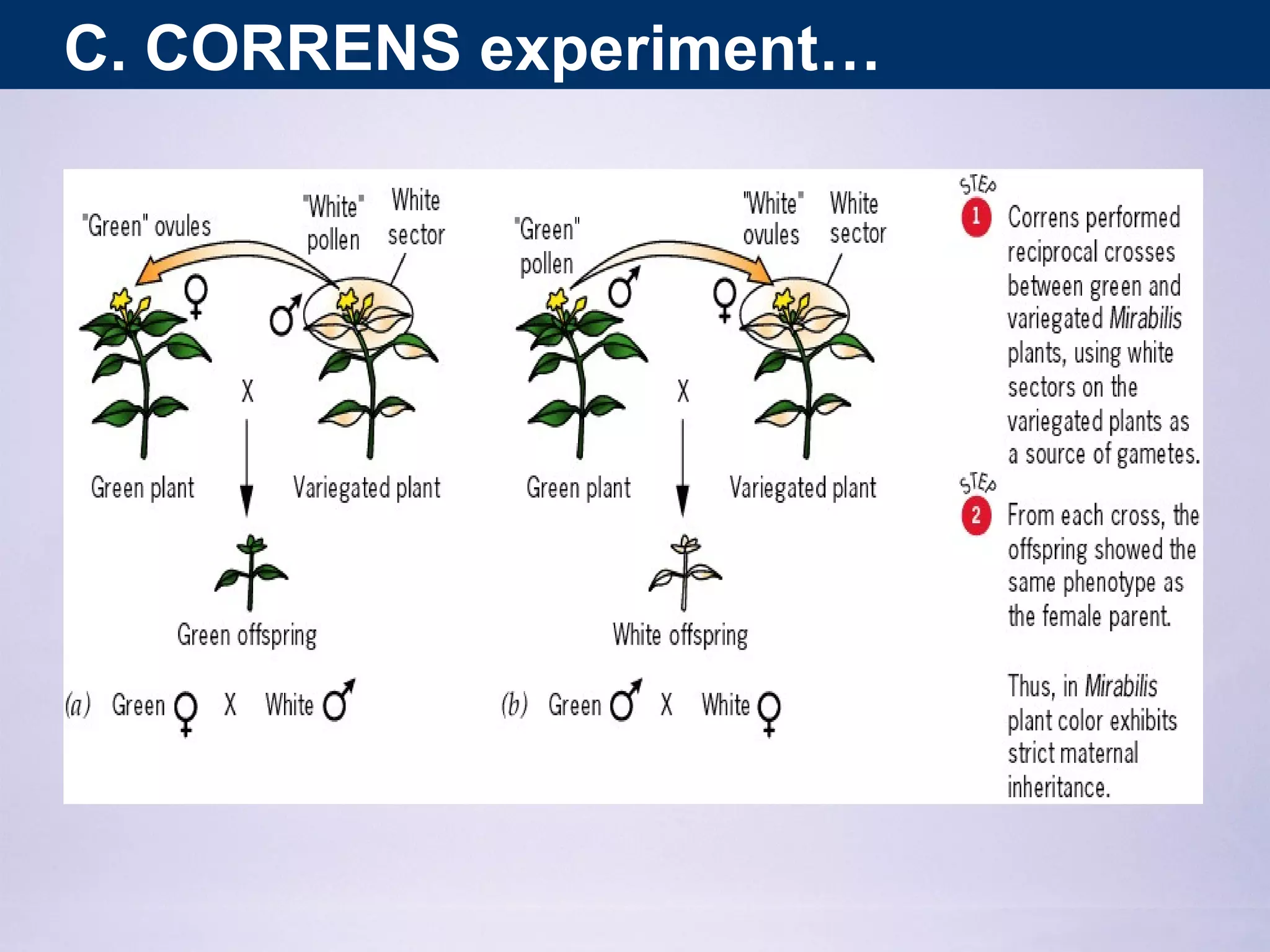 Extranuclear inheritance | PPT