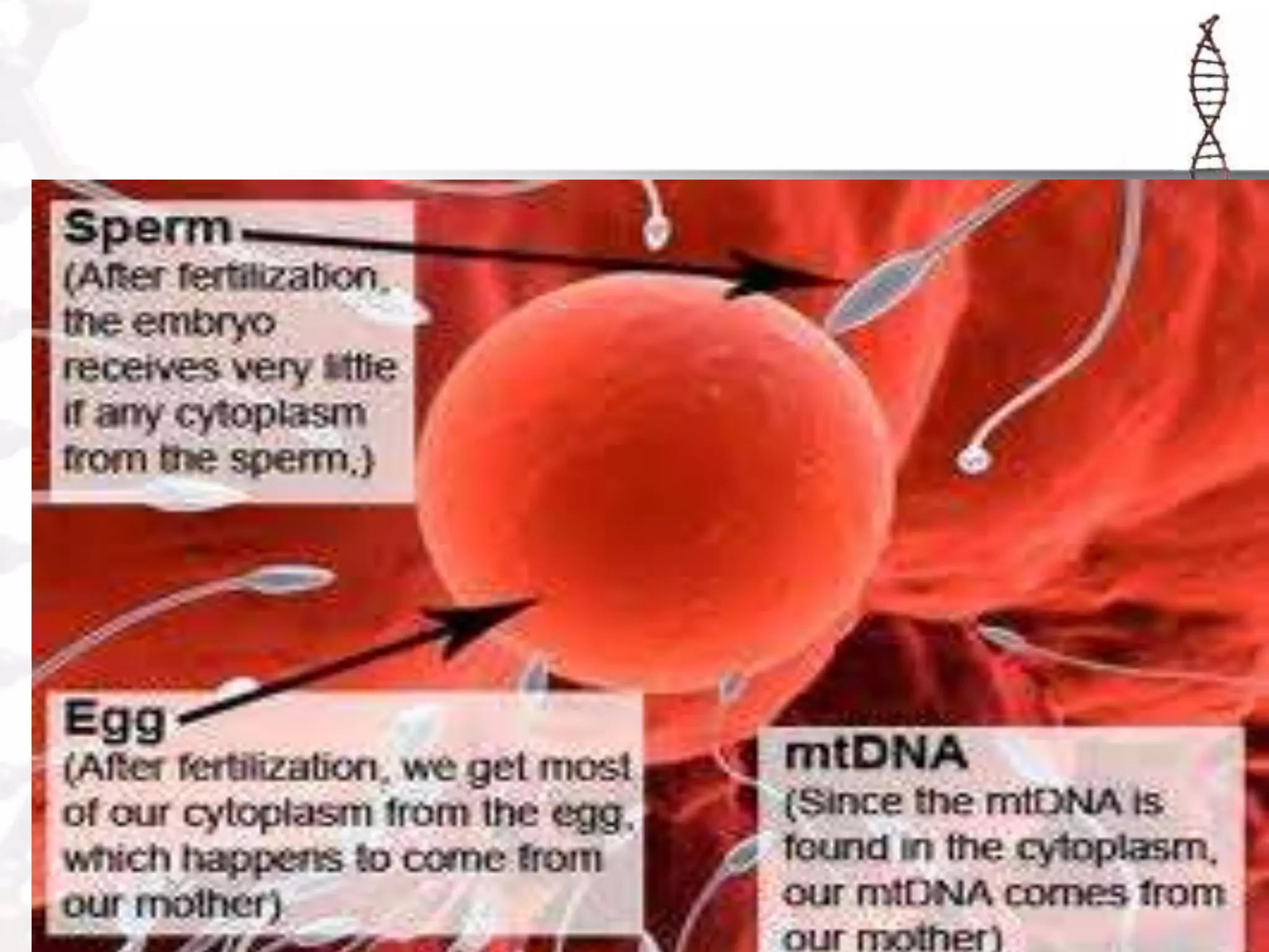 Extra nuclear inheritance | PPTX