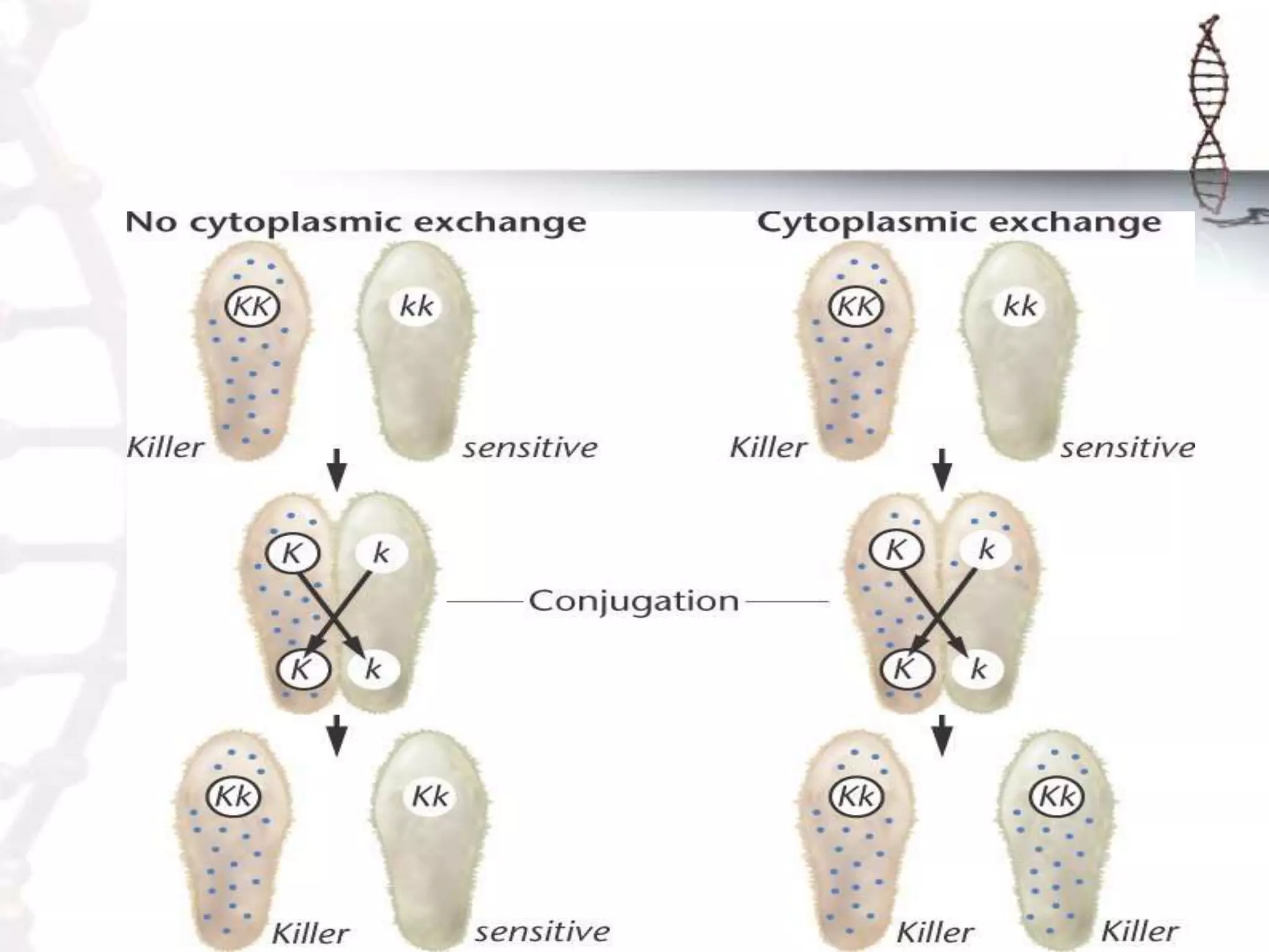 Extra nuclear inheritance | PPTX