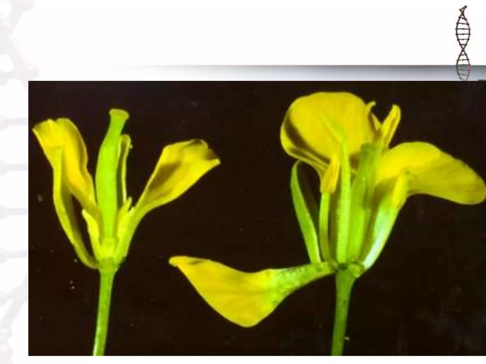 Extra nuclear inheritance | PPTX