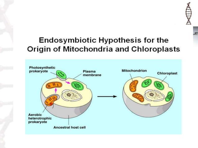 Extra nuclear inheritance | PPTX