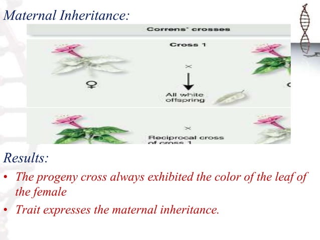 Extra nuclear inheritance | PPTX