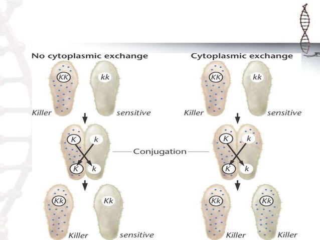 Extra nuclear inheritance | PPTX