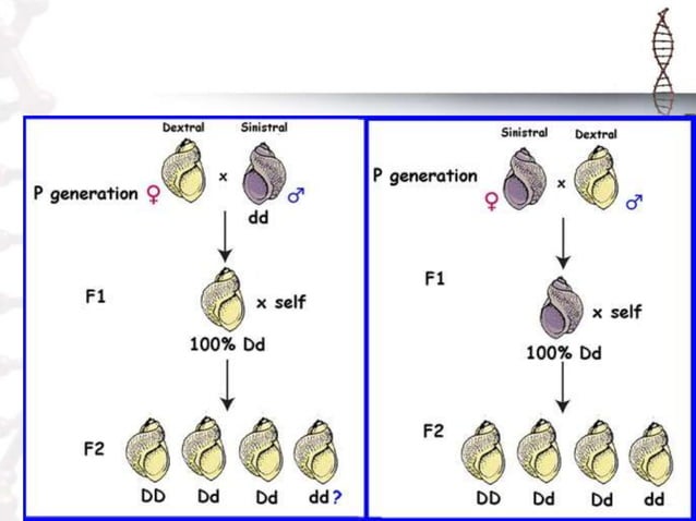 Extra nuclear inheritance | PPTX