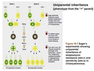Extra nuclear inheritance | PPTX