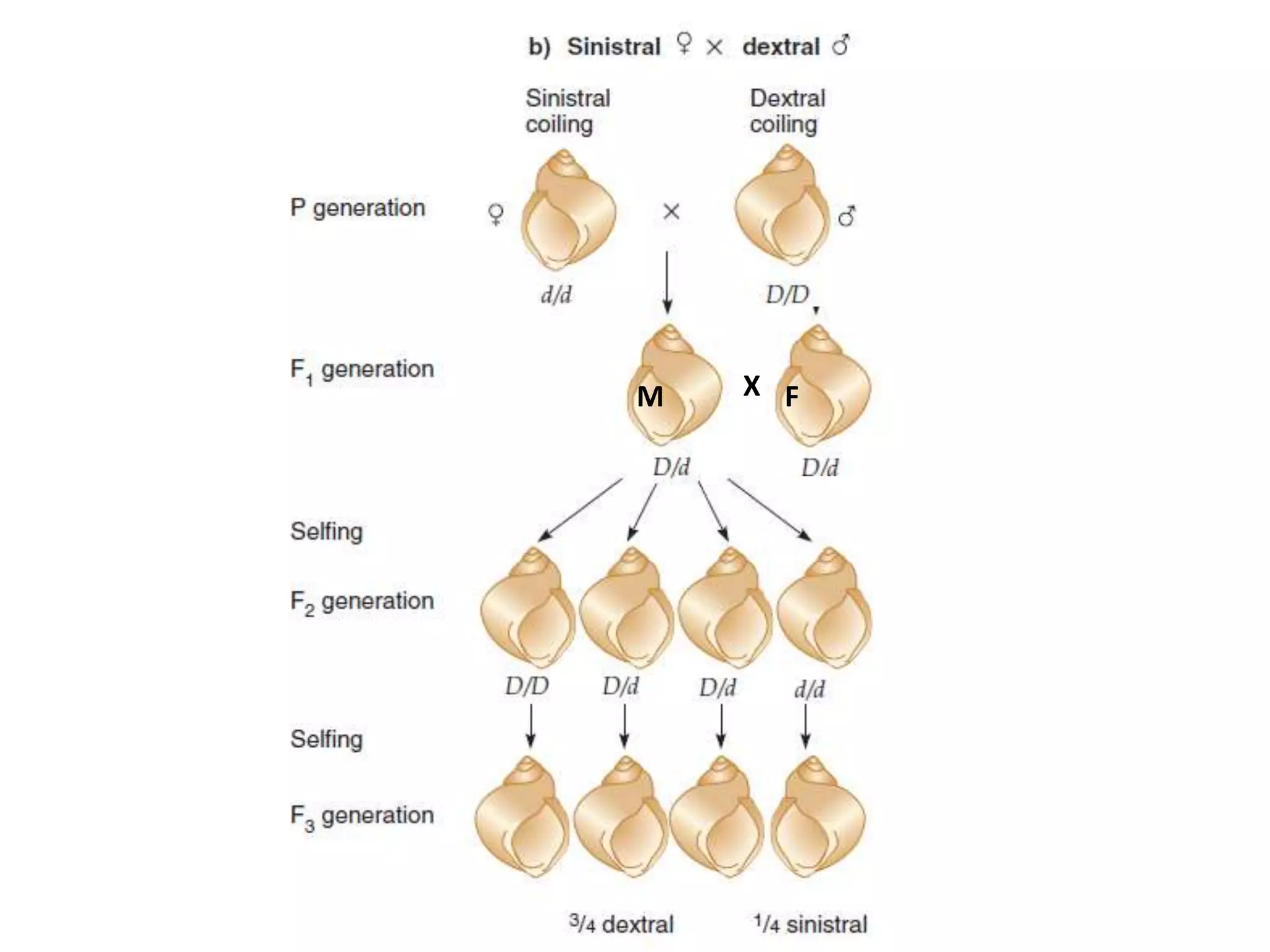 Extranuclear_inheritance.pptx