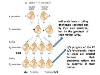 Extranuclear_inheritance.pptx
