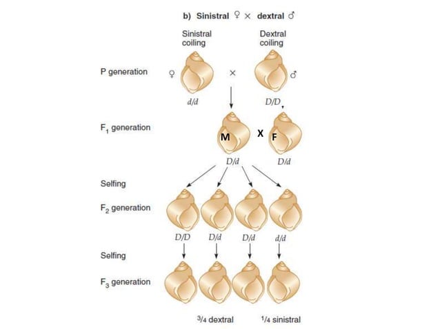 Extranuclear_inheritance.pptx
