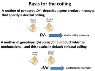 Extranuclear_inheritance.pptx
