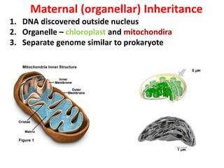 Extranuclear_inheritance.pptx