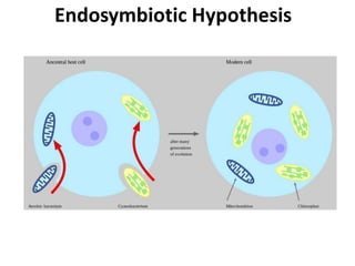 Extranuclear_inheritance.pptx
