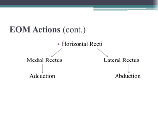 Extraoclar muscles (Anatomy & physiology) | PPTX