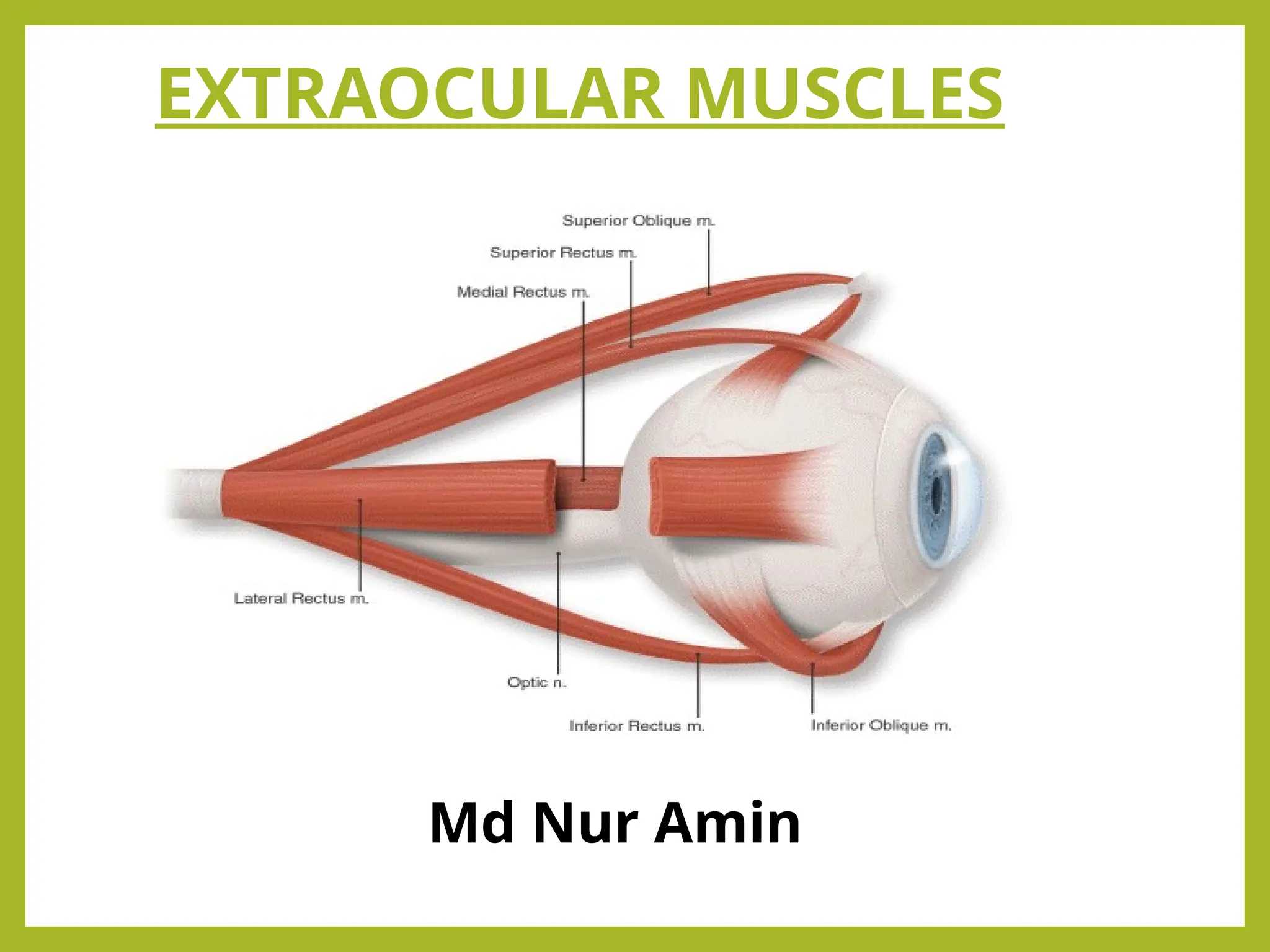 Extra ocular muscle.pptxjgjhghkjbjhgigkjbk | PPT