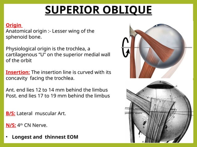 Extra ocular muscle.pptxjgjhghkjbjhgigkjbk | PPT