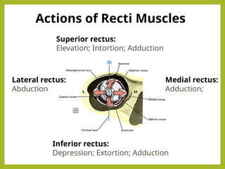 Extra ocular muscle.pptxjgjhghkjbjhgigkjbk | PPT