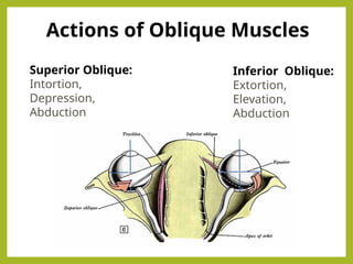 Extra ocular muscle.pptxjgjhghkjbjhgigkjbk | PPTX