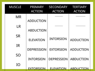 Extra ocular muscle.pptxjgjhghkjbjhgigkjbk | PPT