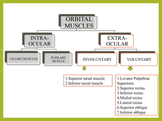Extra ocular muscle.pptxjgjhghkjbjhgigkjbk | PPT