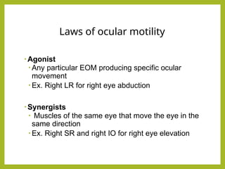 Extra ocular muscle.pptxjgjhghkjbjhgigkjbk | PPTX