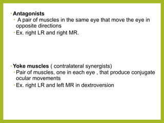 Extra ocular muscle.pptxjgjhghkjbjhgigkjbk | PPTX