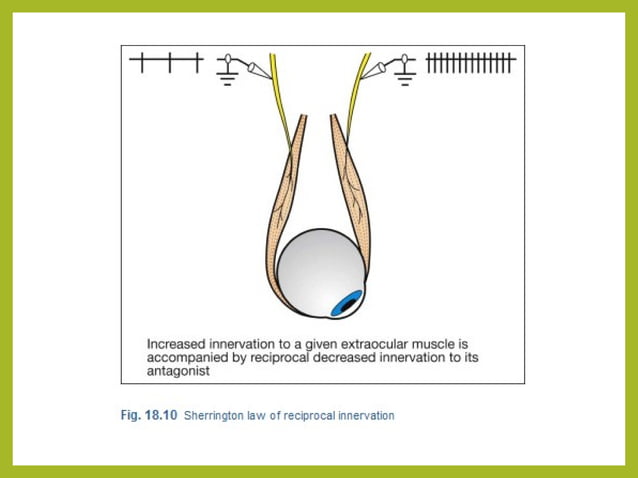 Extra ocular muscle.pptxjgjhghkjbjhgigkjbk | PPT