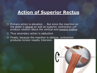 Extraocular muscles | PPTX