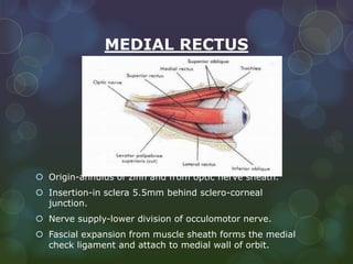 Extraocular muscles | PPTX