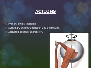 Extraocular muscles | PPTX
