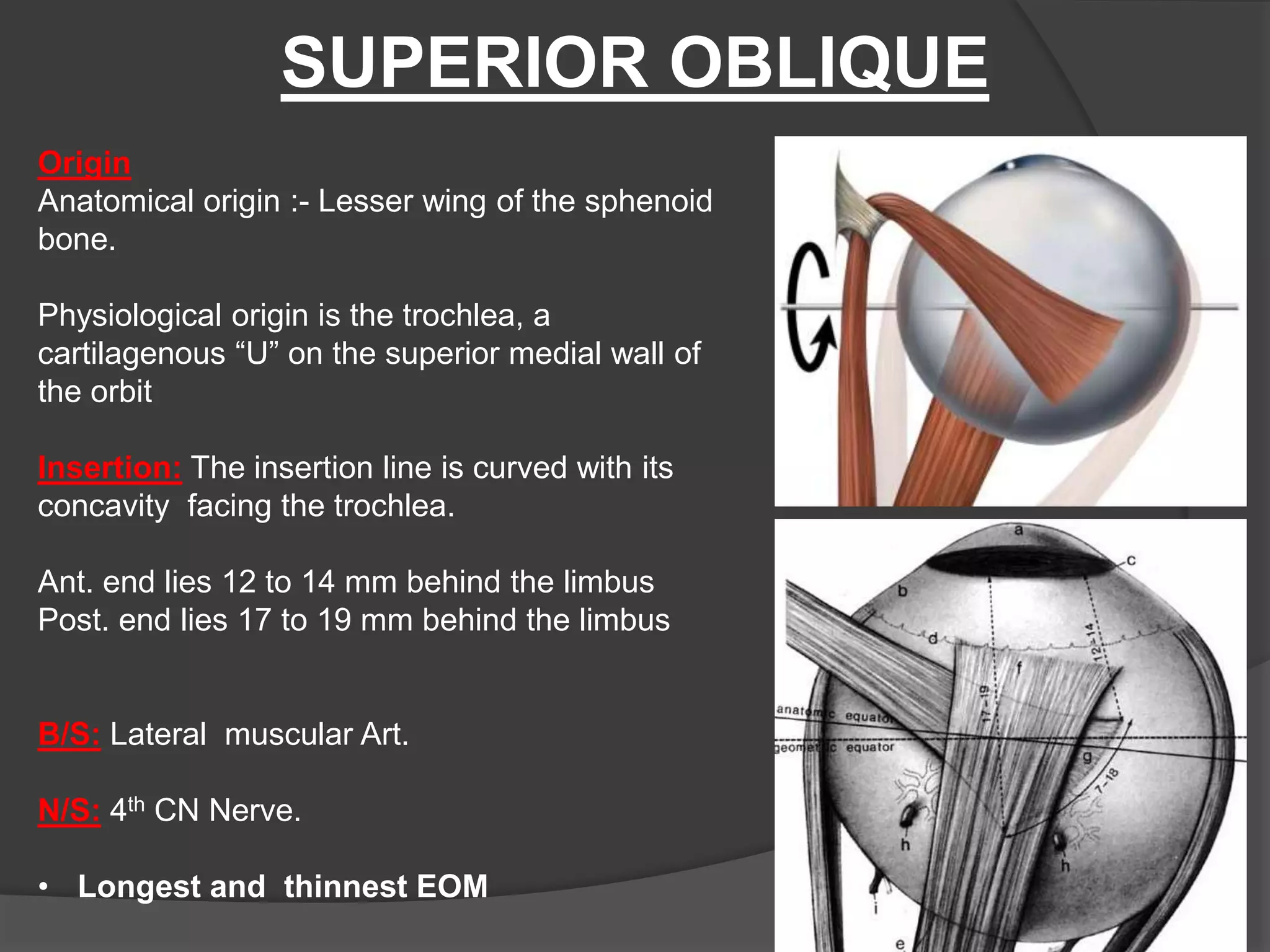 Extraocular muscles | PPTX