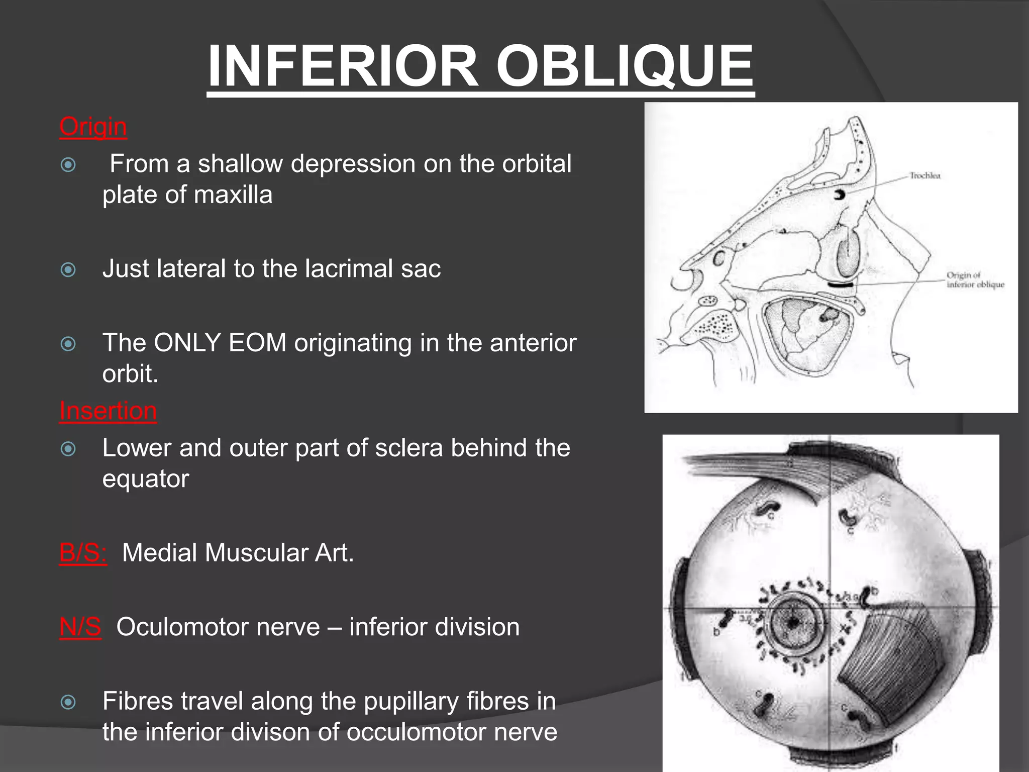 Extraocular muscles | PPTX