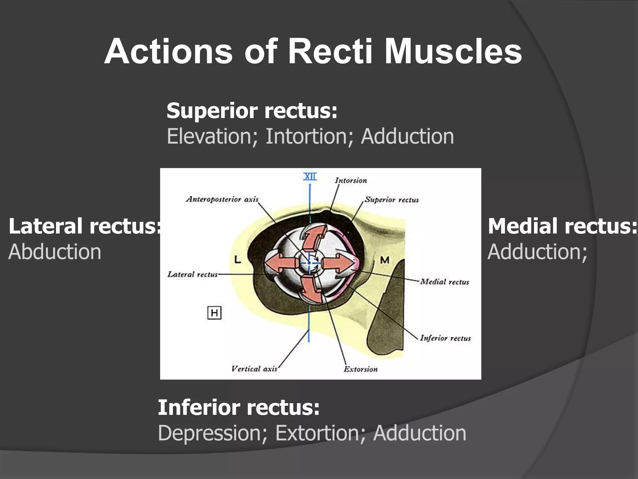Extraocular muscles | PPTX