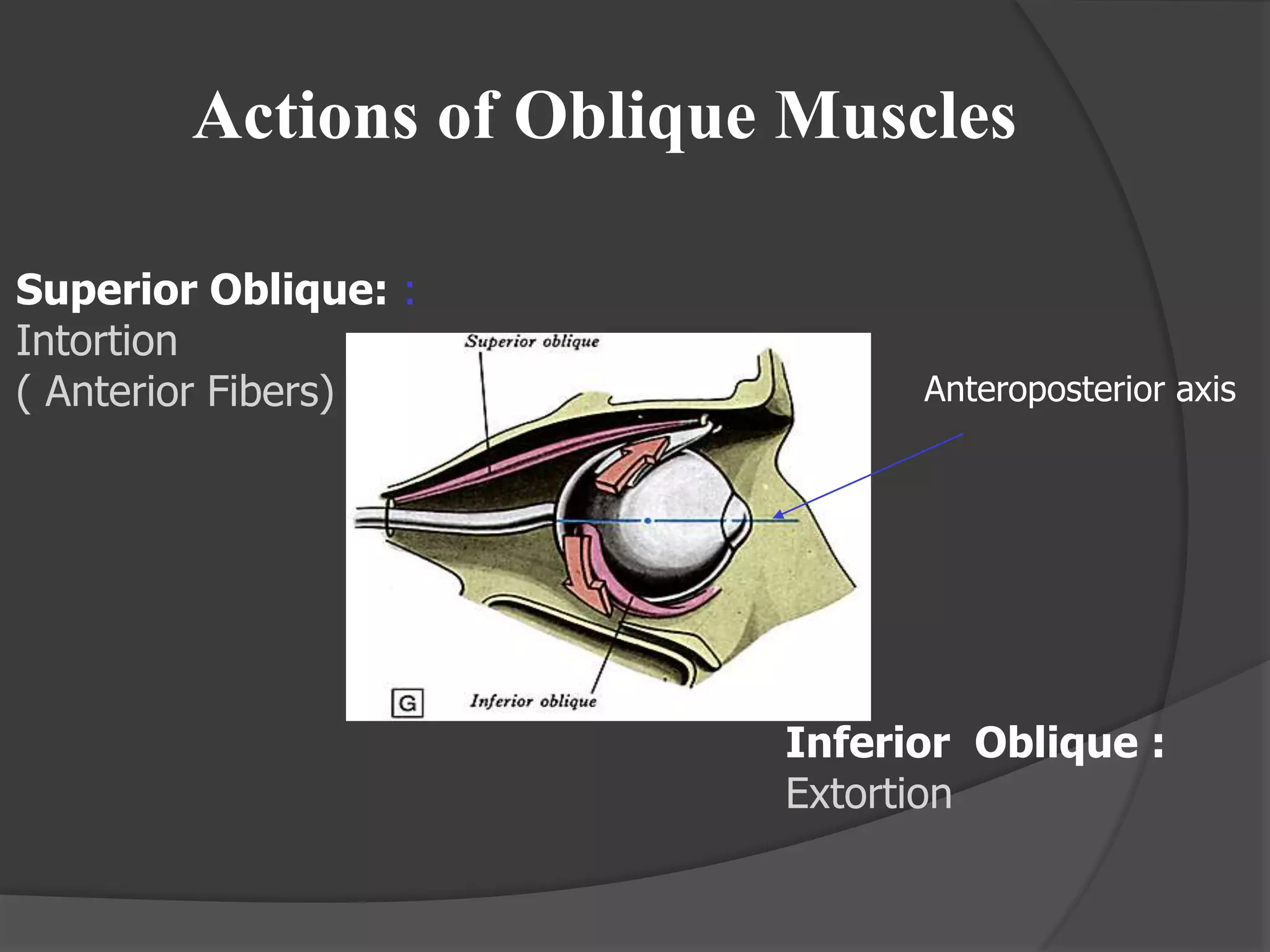 Extraocular muscles | PPTX