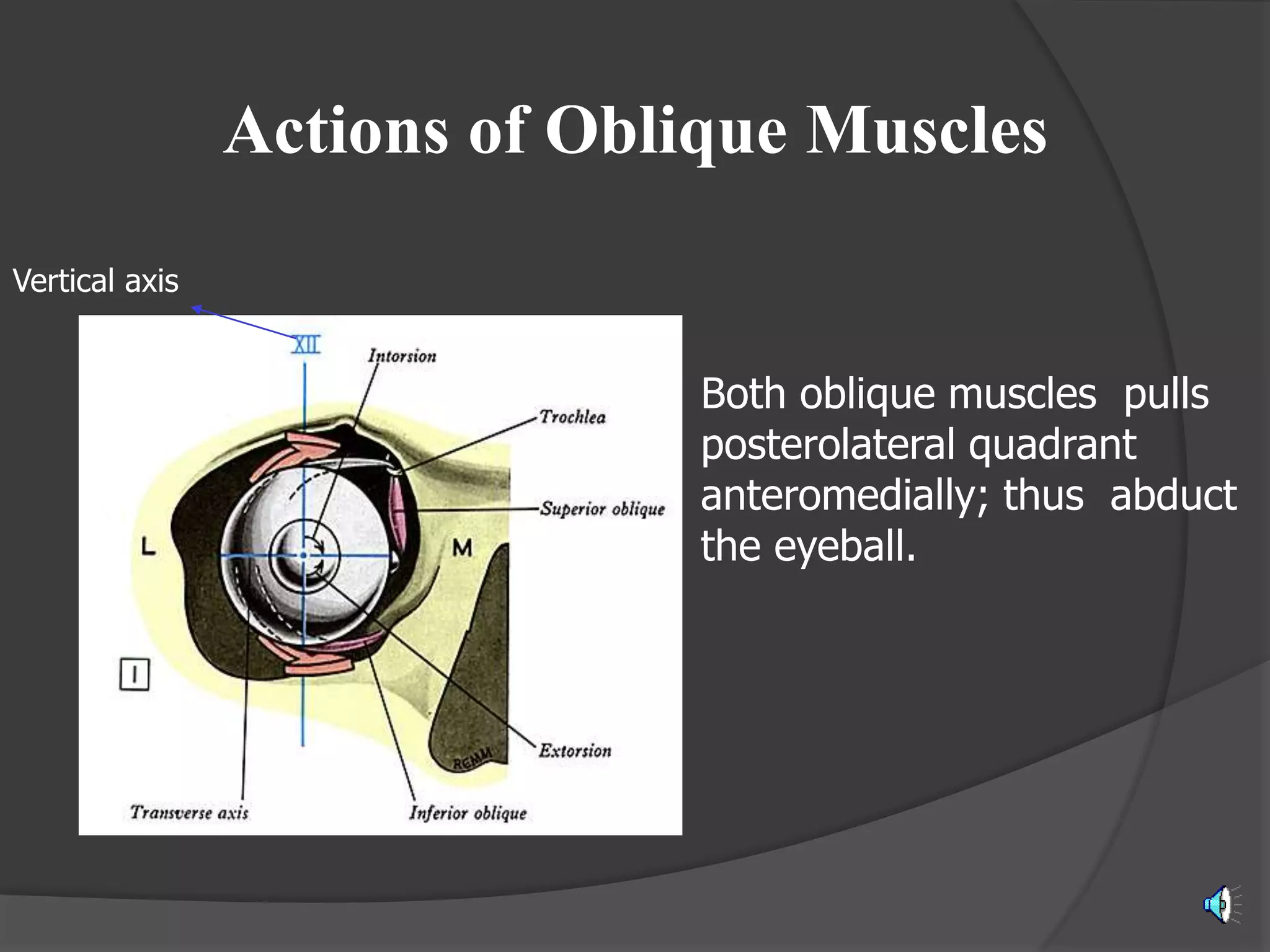 Extraocular muscles | PPTX