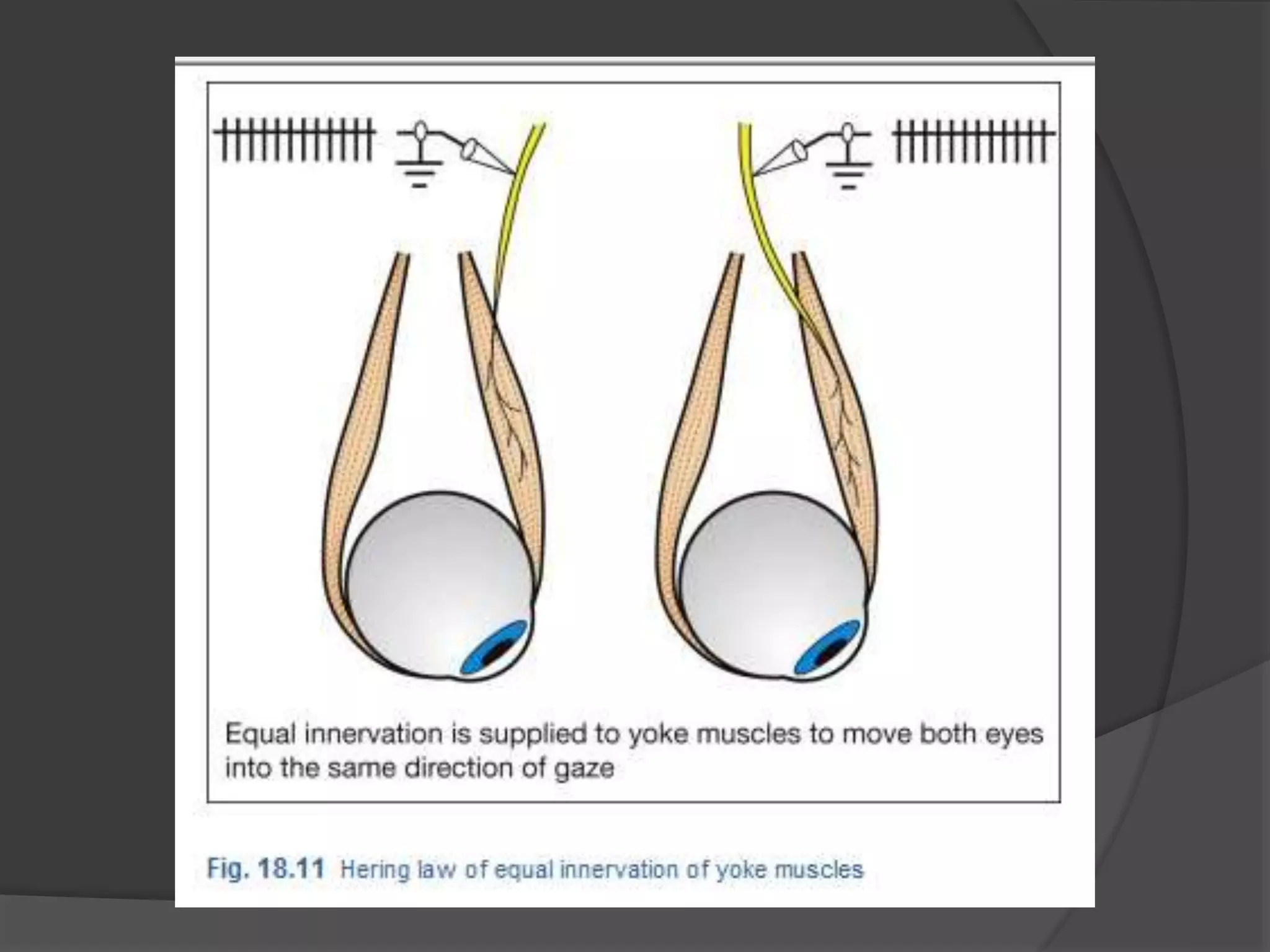 Extraocular muscles | PPTX