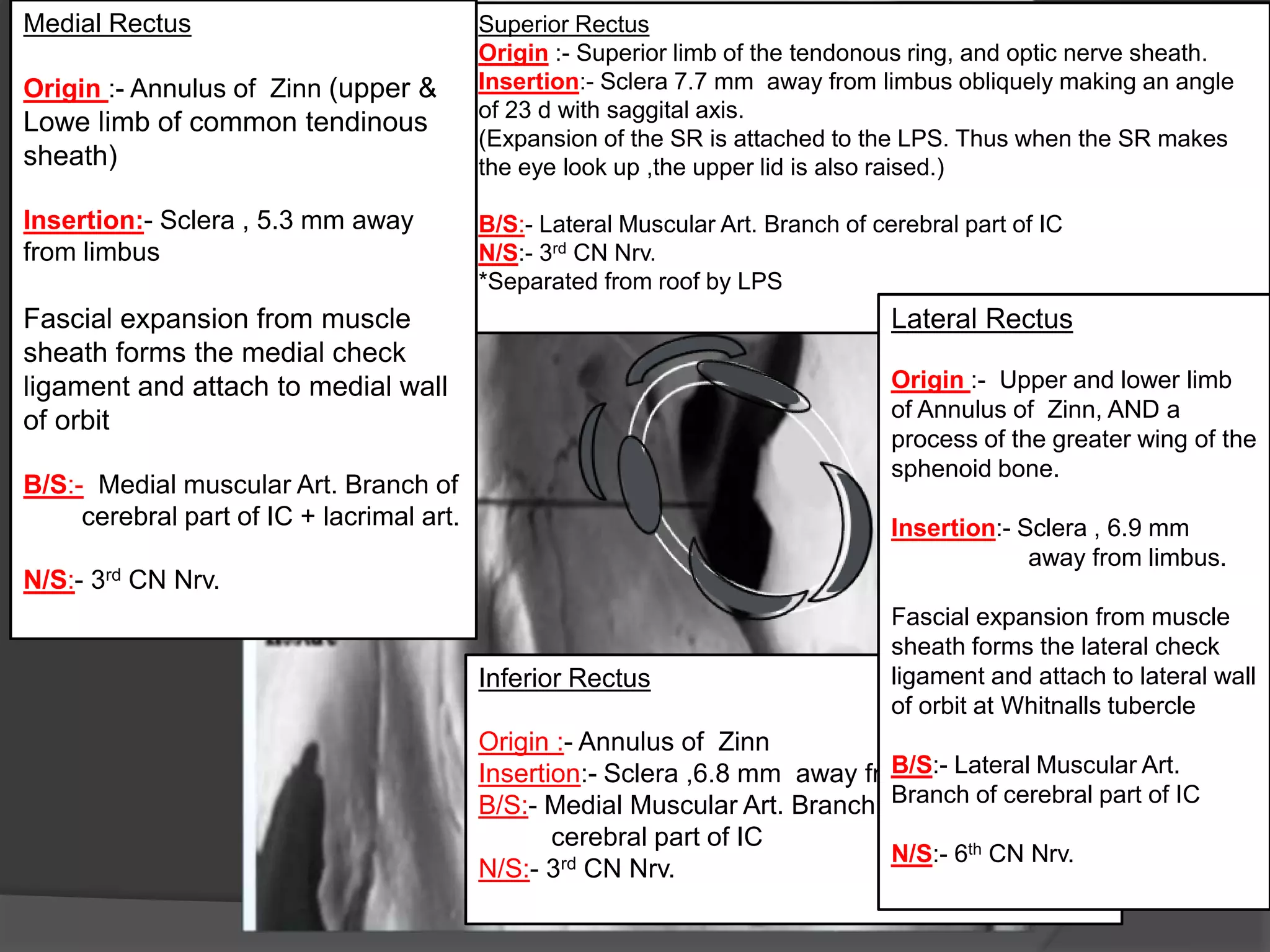 Extraocular muscles | PPTX