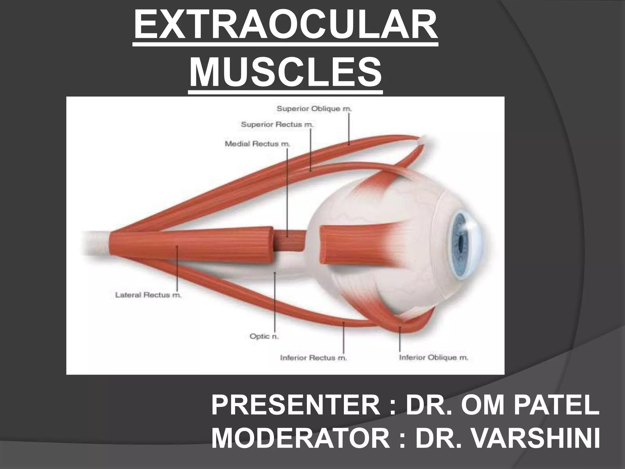 Extraocular muscles | PPT