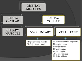 Extraocular muscles | PPTX