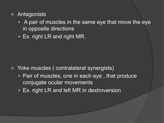 Extraocular muscles | PPTX