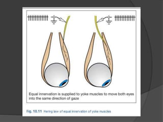 Extraocular muscles | PPT