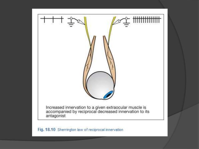 Extraocular muscles | PPT
