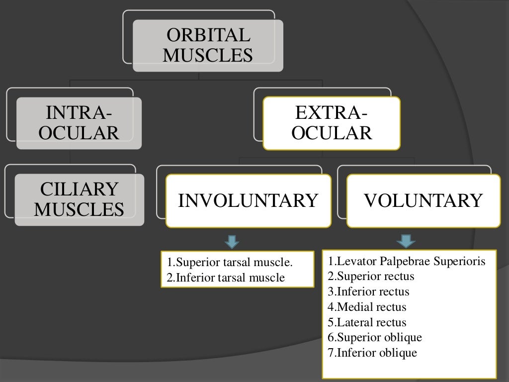 Extraocular muscles