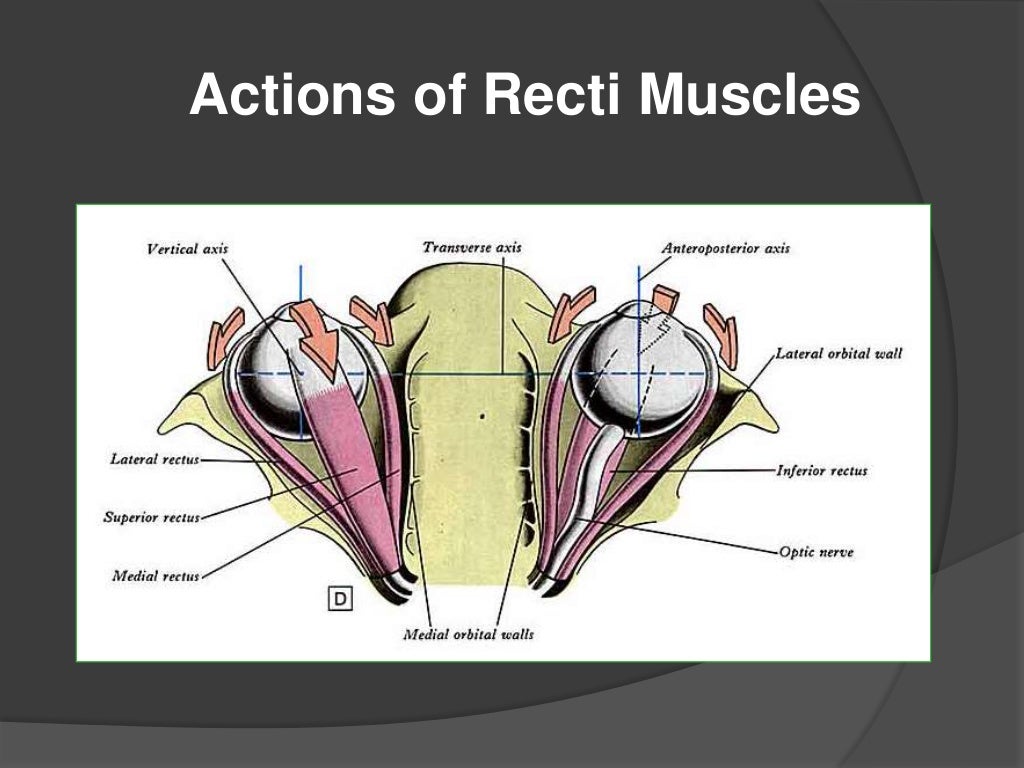 Extraocular muscles